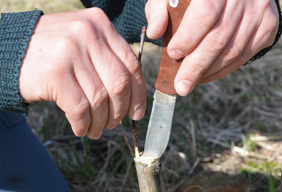 Greffer le pommier - Gamm vert