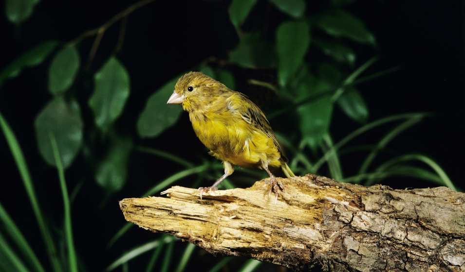 Le canari du Harz - Jardiland