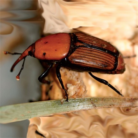 Maladies du palmier - Gamm vert