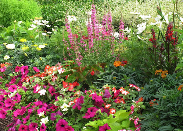Comment créer un massif fleuri ? - Gamm vert