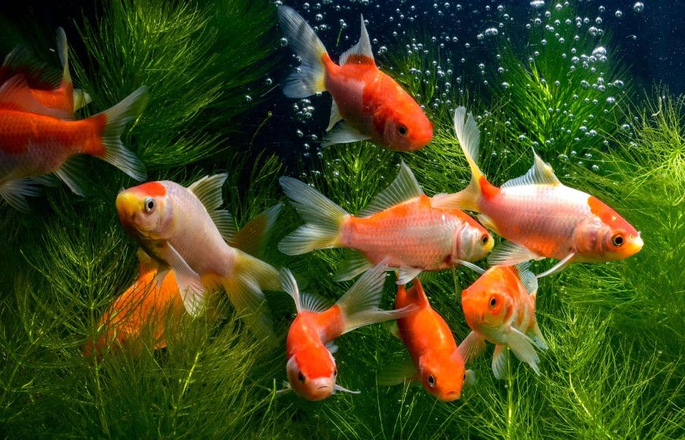 6 faits surprenants sur les poissons d'aquarium ! - Jardiland