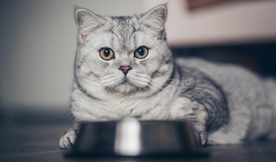 Bi-nutrition du chat : quel est l’intérêt de mixer l’alimentation ...