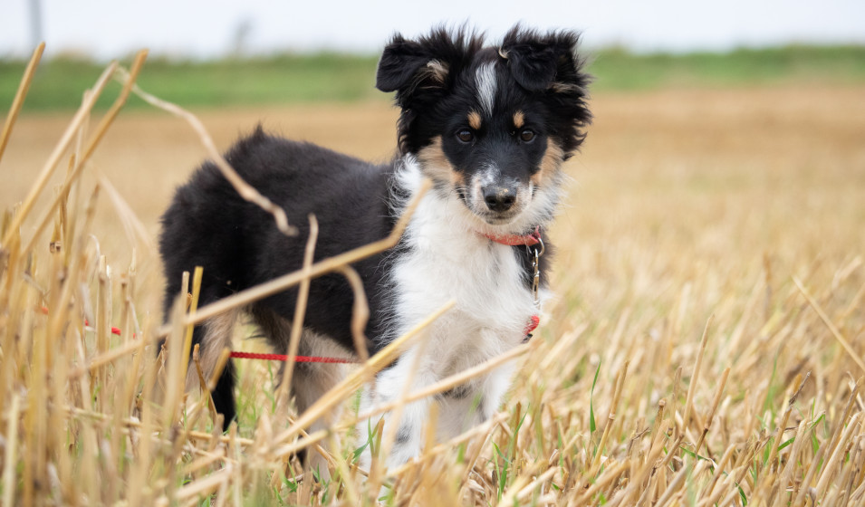 Berger américain miniature : caractère, comportement et santé - Jardiland
