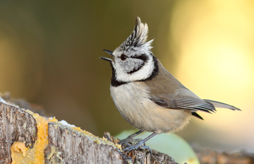 Ces 6 mésanges qui visitent nos jardins - Jardiland