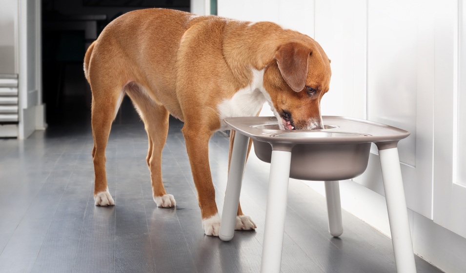 Quand et comment nourrir son chien ? - Jardiland