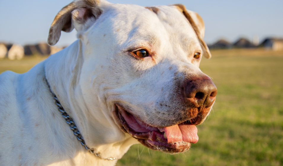Top 10 perros guardianes - Jardiland