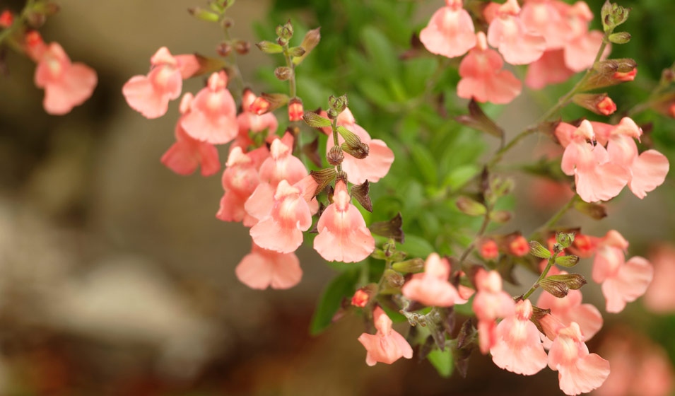 Sauge arbustive : plantation, entretien et floraison - Jardiland