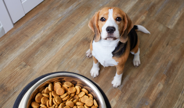Quand et comment nourrir son chien ? - Jardiland