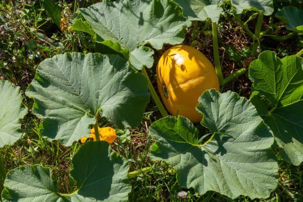 8 variétés de courges pour le potager - Gamm vert