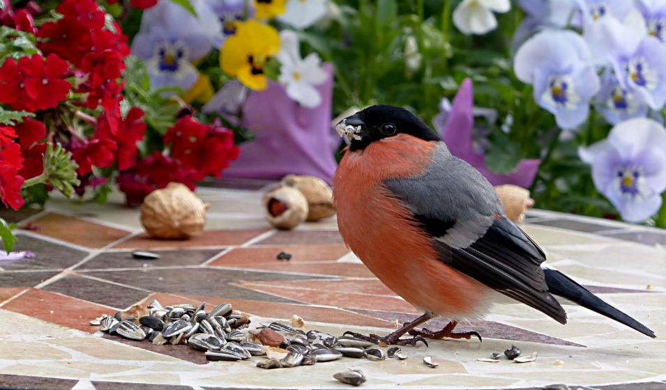 ¿Qué semillas dar a los pájaros en el jardín? - Jardiland