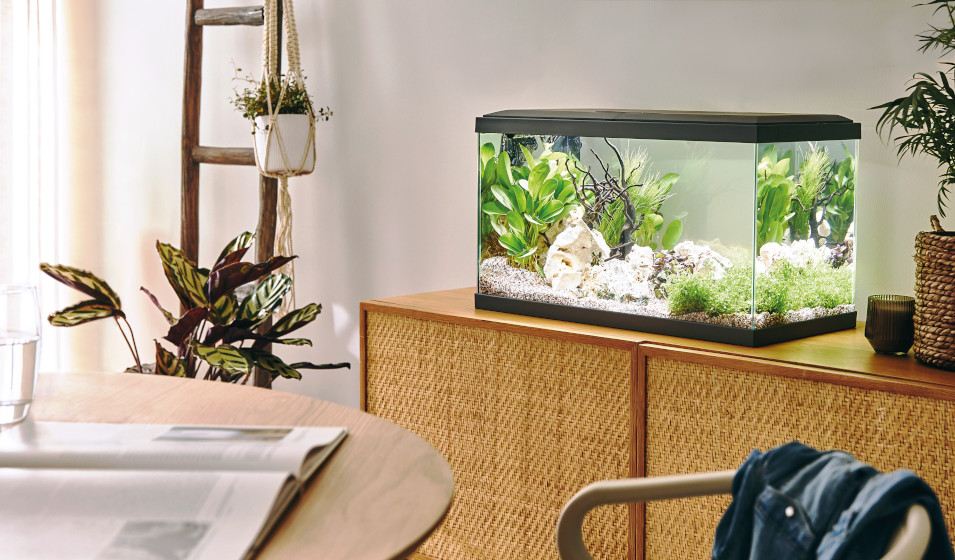 Comment préparer son aquarium à recevoir des poissons ? - Jardiland