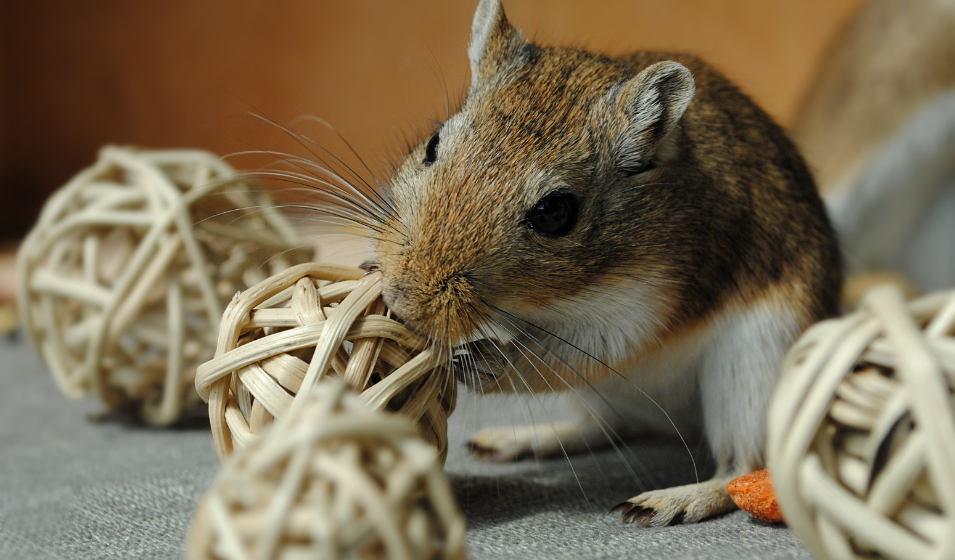 Adopta un jerbo - Jardiland