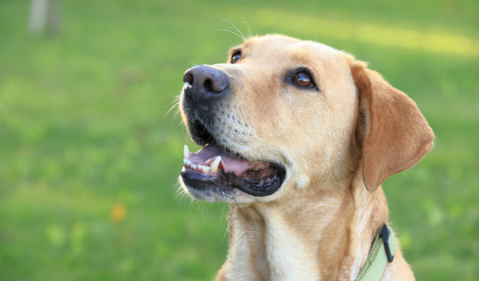Surpoids et obésité chez les chiens : causes et conséquences - Jardiland