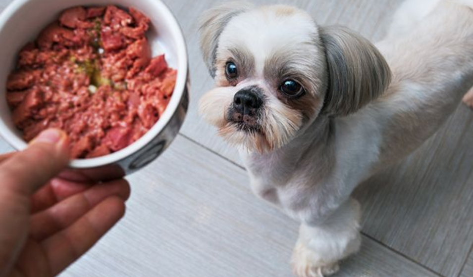 Cómo alimentar a mi perro: la guía completa - Jardiland