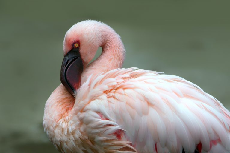 Les 10 faits sur les flamants roses que vous devez connaître ! - Jardiland