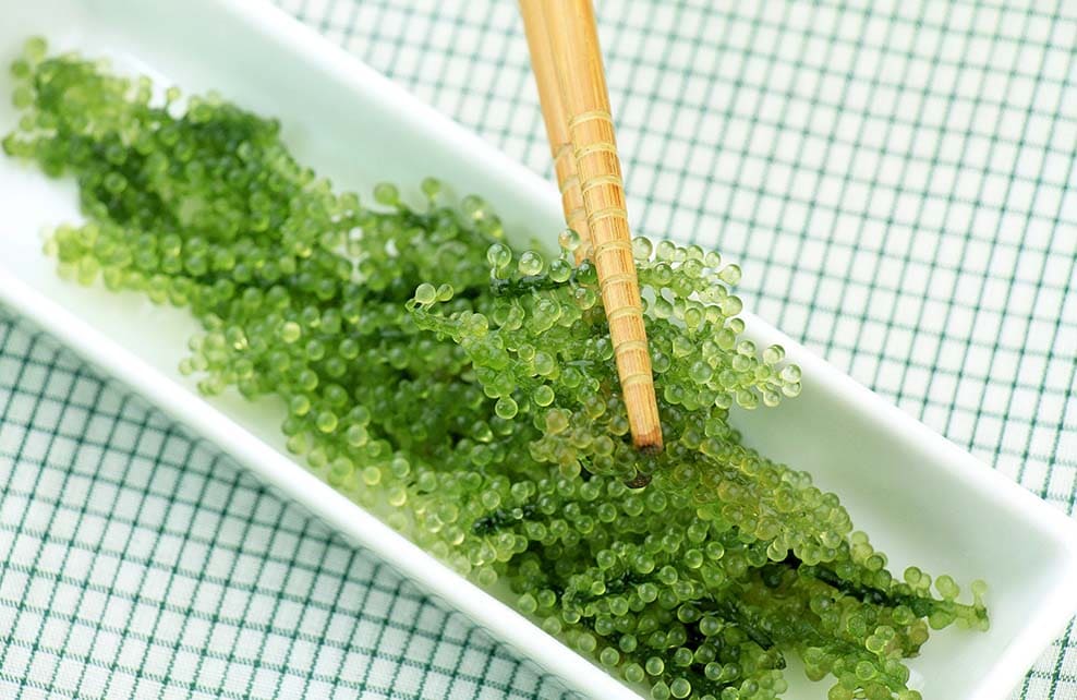 Les algues comestibles : on s'y met ? - Jardiland