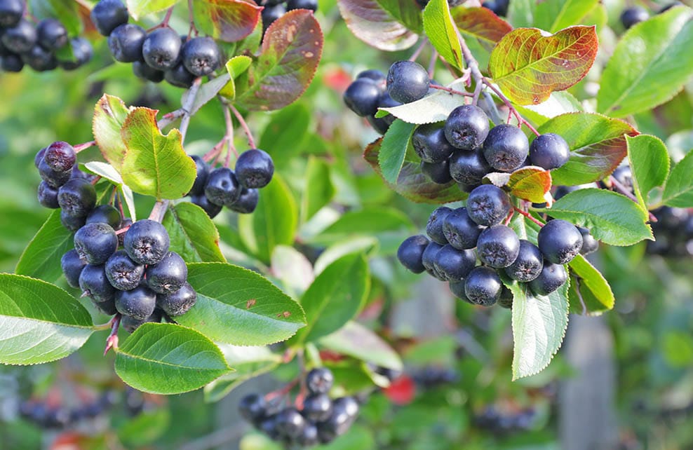 L'aronia : petite baie, grandes vertus - Jardiland