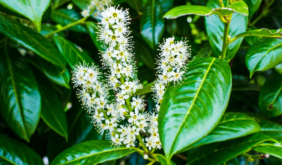 Laurier palme : plantation, croissance et taille - Jardiland