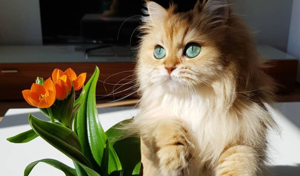 Los 7 gatos más bonitos de Instagram - Jardiland