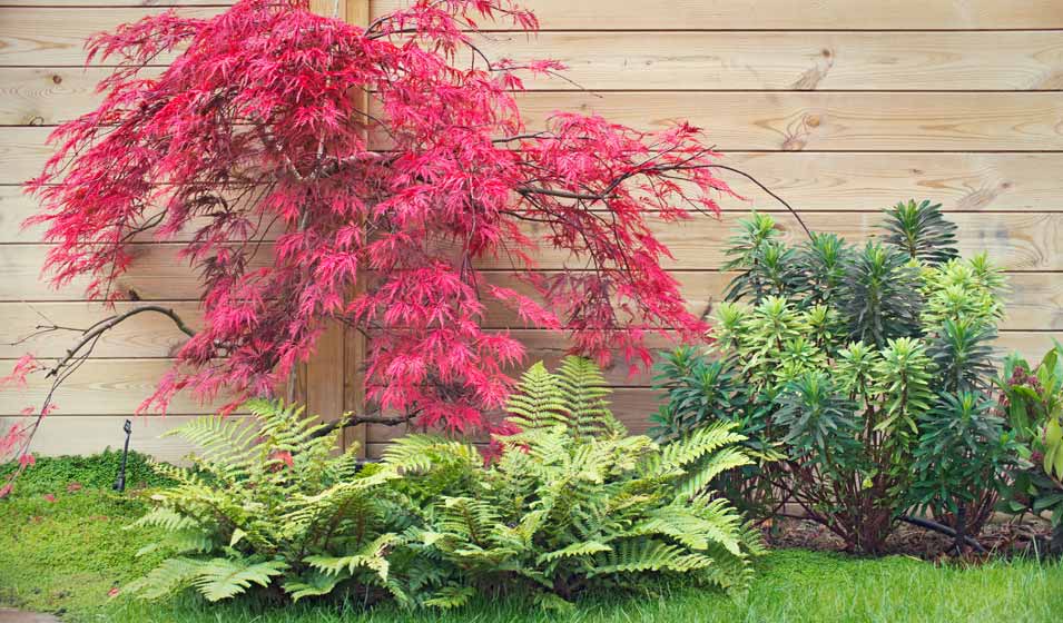 10 plantes à associer à l'érable du Japon pour l'aménagement d'un ...