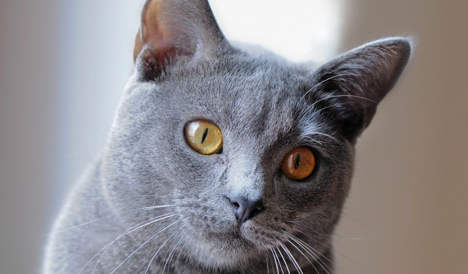 Chartreux : santé, alimentation et caractère - Jardiland