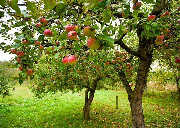 Pommier : plantation, taille et entretien - Gamm vert