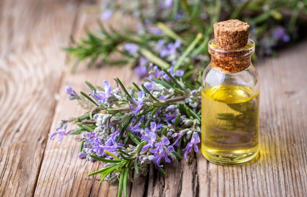 Les secrets cachés du romarin - Jardiland