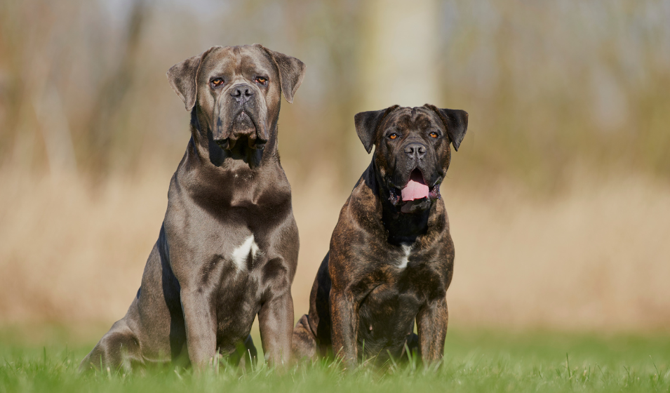 Top 10 perros guardianes - Jardiland