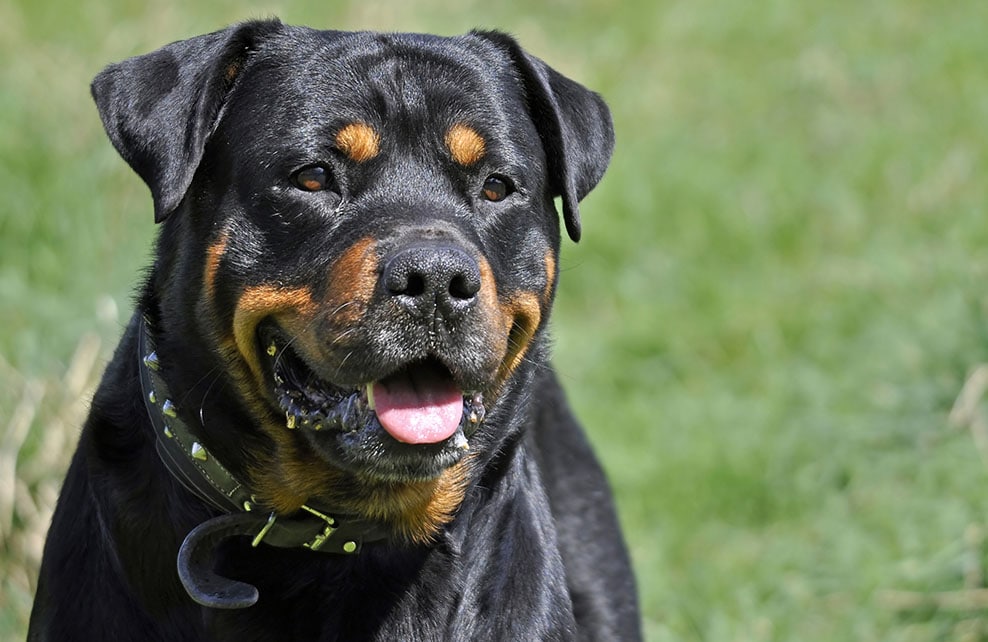 Top 10 des races de chiens de garde - Jardiland