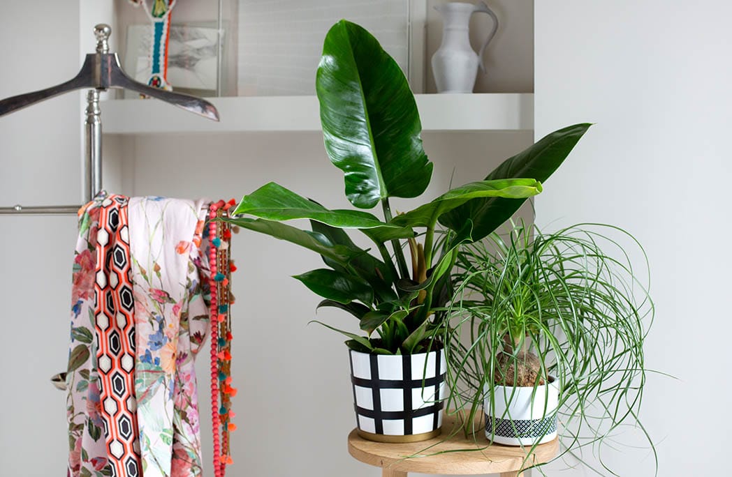 Mon pot graphique - Jardiland