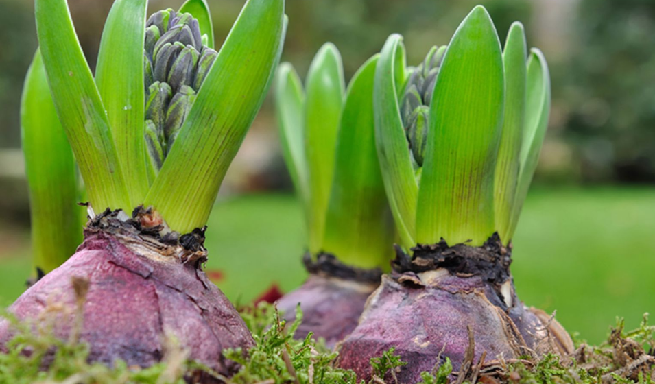 ¿Cuándo y cómo plantar los bulbos de primavera? - Jardiland