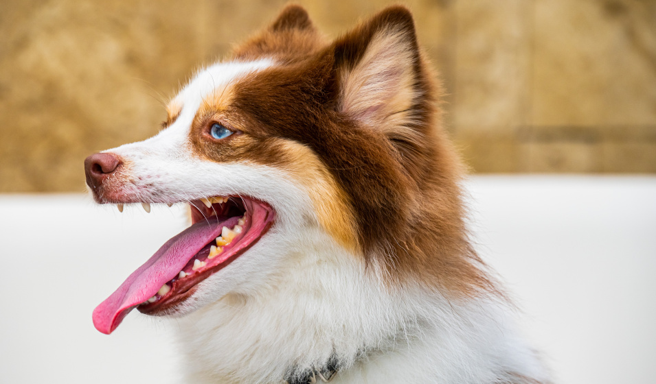 Pomsky : caractère, alimentation et santé - Jardiland