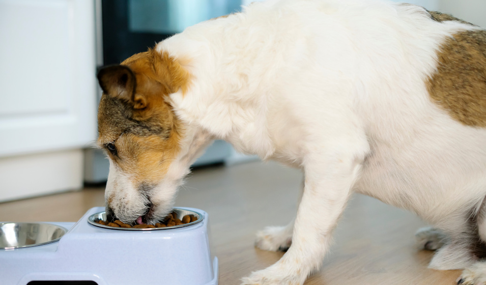 Est-ce que le riz est bon pour les chiens ? - Jardiland