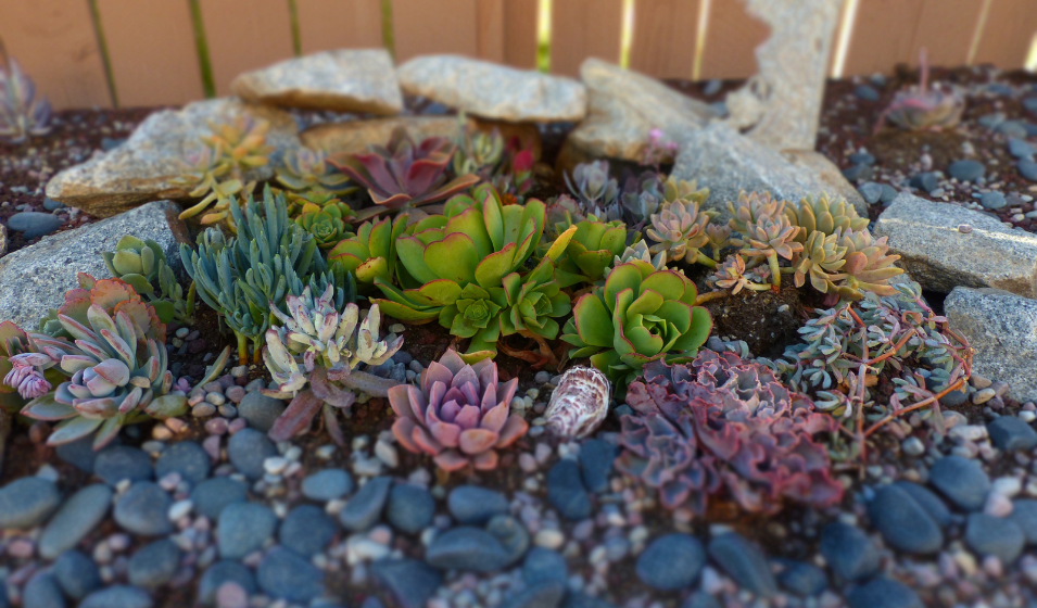 ¿Cómo crear un jardín seco? - Jardiland