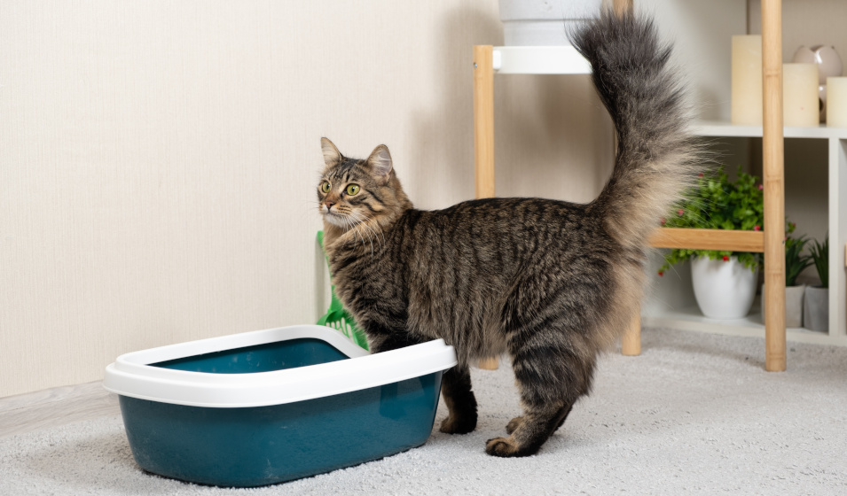 Comment éviter les odeurs dans le bac à litière du chat ? - Jardiland