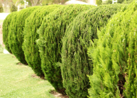 ¿Qué seto debo elegir para mi jardín? - Jardiland