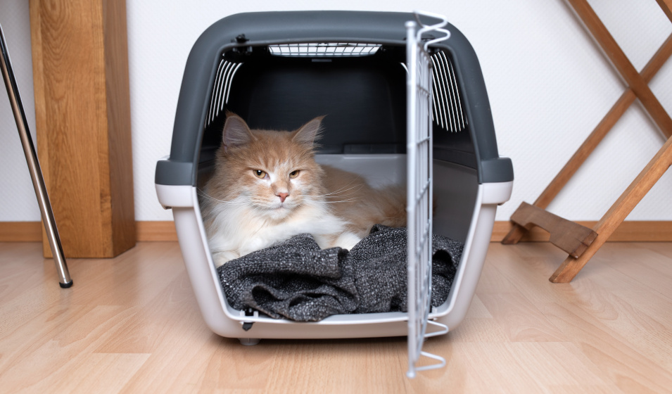 8 conseils pour mettre votre chat dans sa caisse de transport - Jardiland