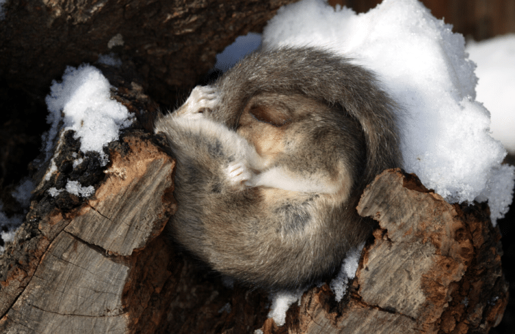 Tout savoir sur l’hibernation des animaux - Jardiland