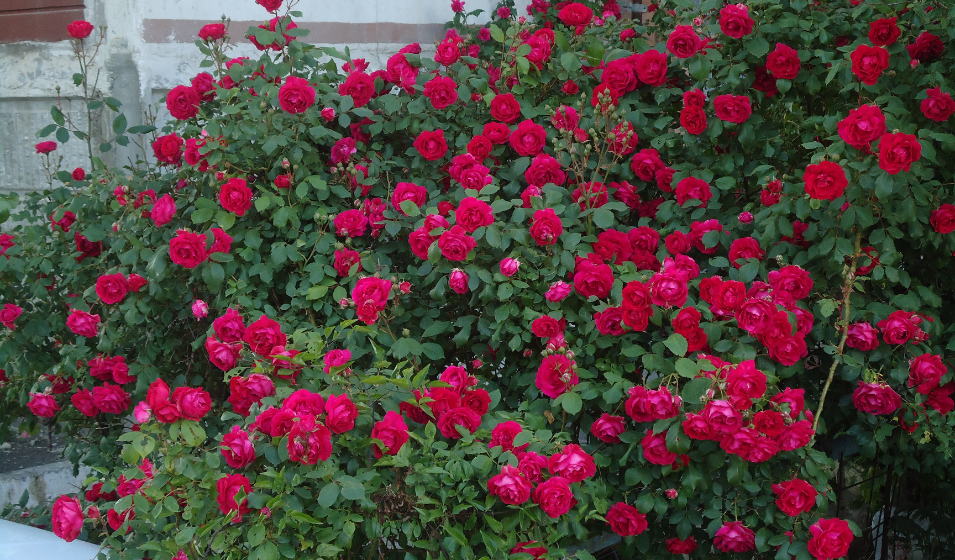 Los rosales - Jardiland