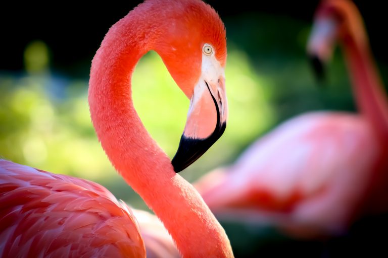 Le Flamant Rose