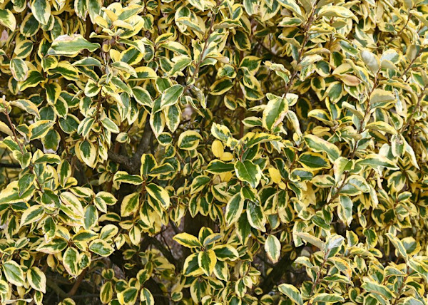 Comment bien cultiver un éléagnus en pot ? - Gamm vert