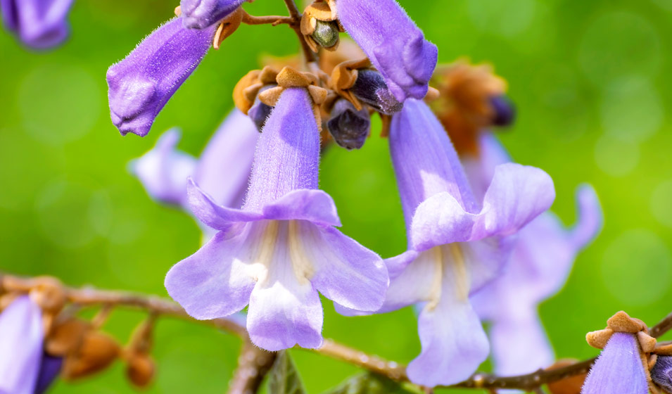 Quels sont les arbres résistants à la sécheresse ? - Jardiland