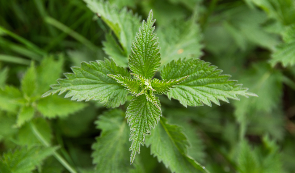 6 Beneficios de la ortiga para su bienestar - Jardiland