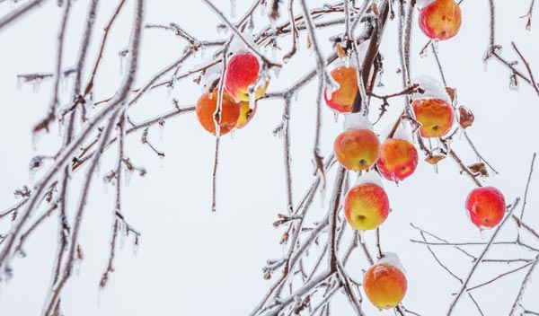 12 arbres fruitiers qui résistent au froid - Jardiland