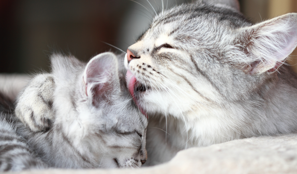 Comment reconnaître et éliminer les parasites du chat ? - Jardiland