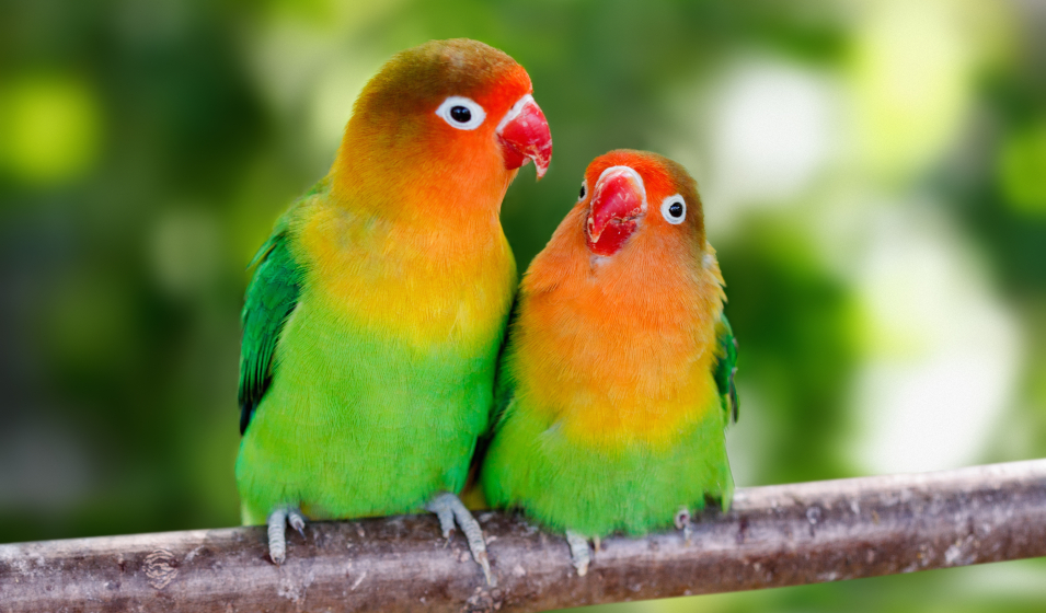 Les perruches inséparables - Jardiland