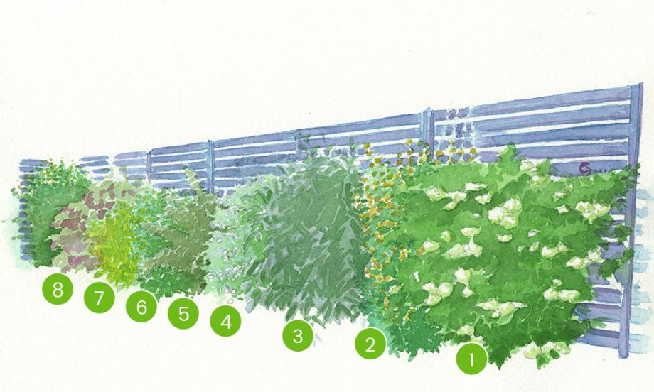 La haie bigarrée - Gamm vert