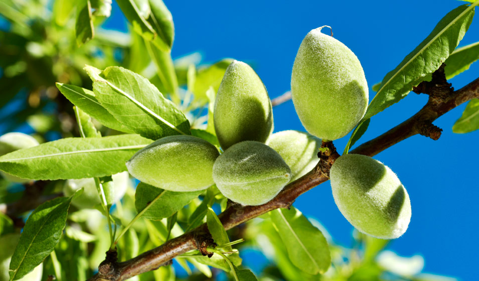 Amandier : variétés, plantation, culture et entretien - Jardiland