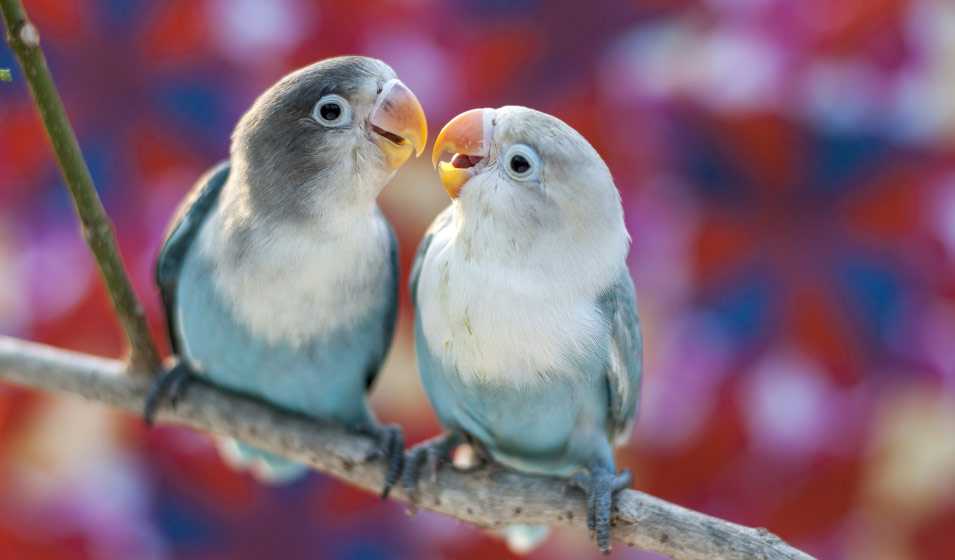 Les perruches inséparables - Jardiland