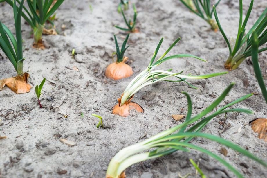 Comment améliorer une terre sableuse ? - Gamm vert